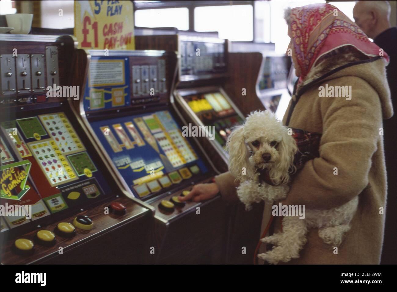 Woman Playing Fruit Machine with Poodle Stock Photo - Alamy
