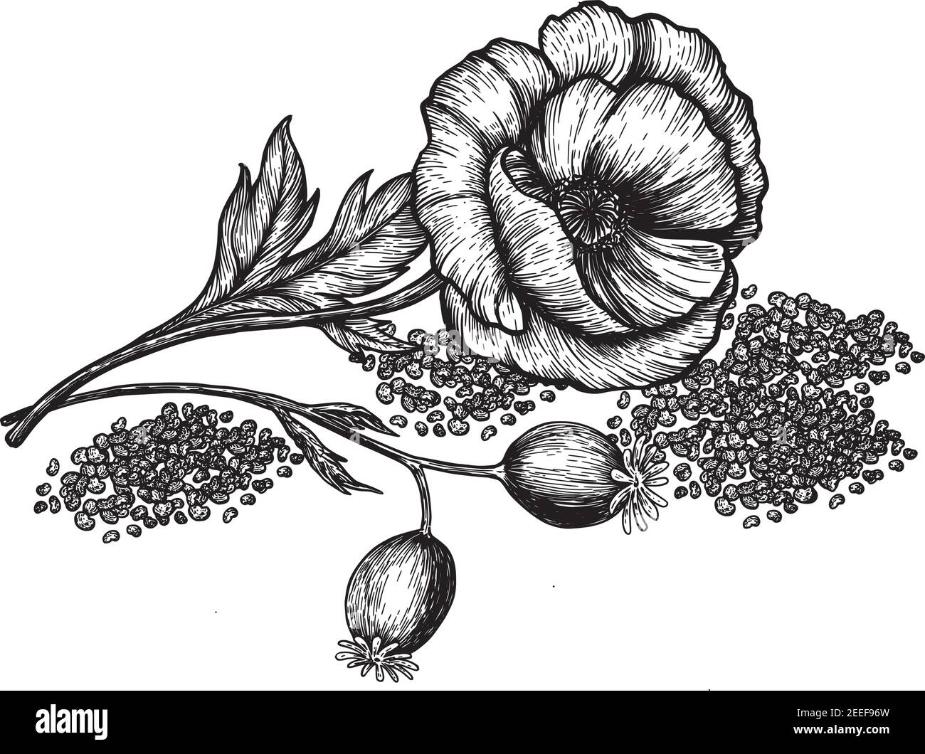 Poppy flowers and seeds. Hand drawn sketches vector illustration on ...