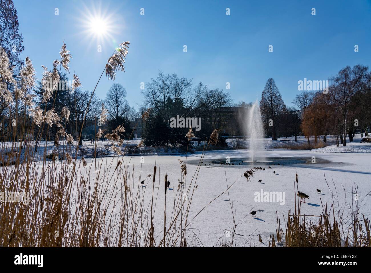 Winter garden city park hi-res stock photography and images - Alamy