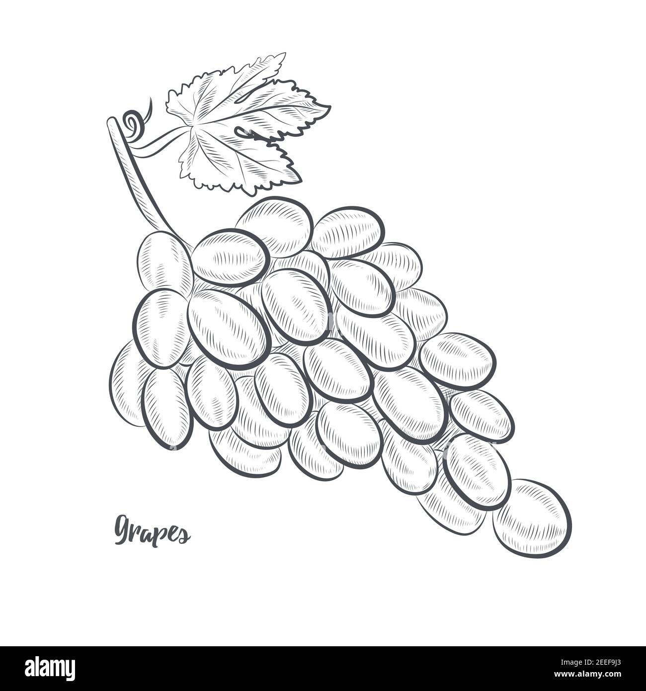 Hand drawn bunch of grapes isolated on white background Stock Vector ...