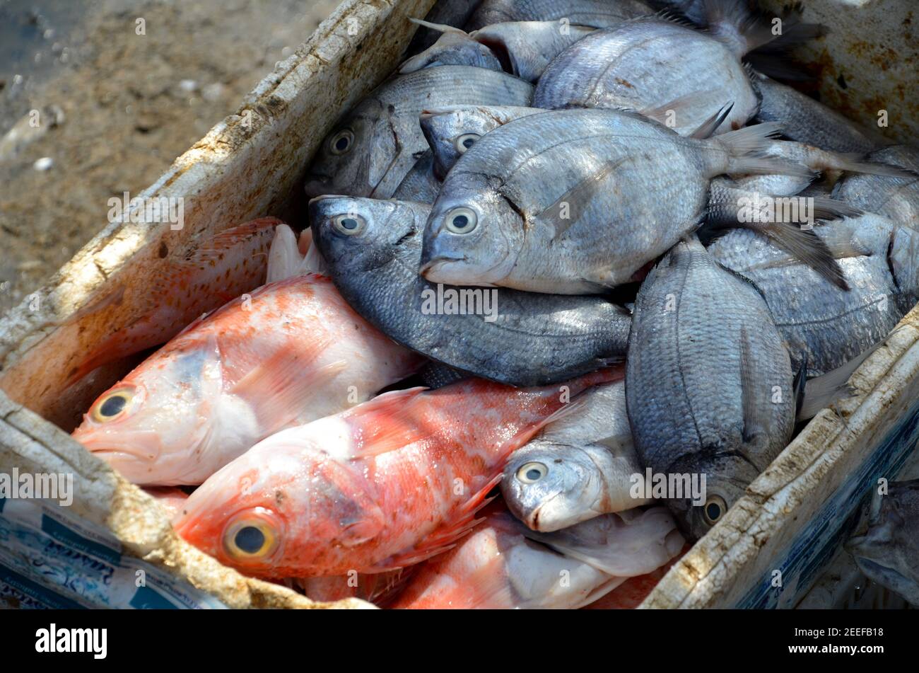 fish market in Essaouira, morocco Stock Photo - Alamy