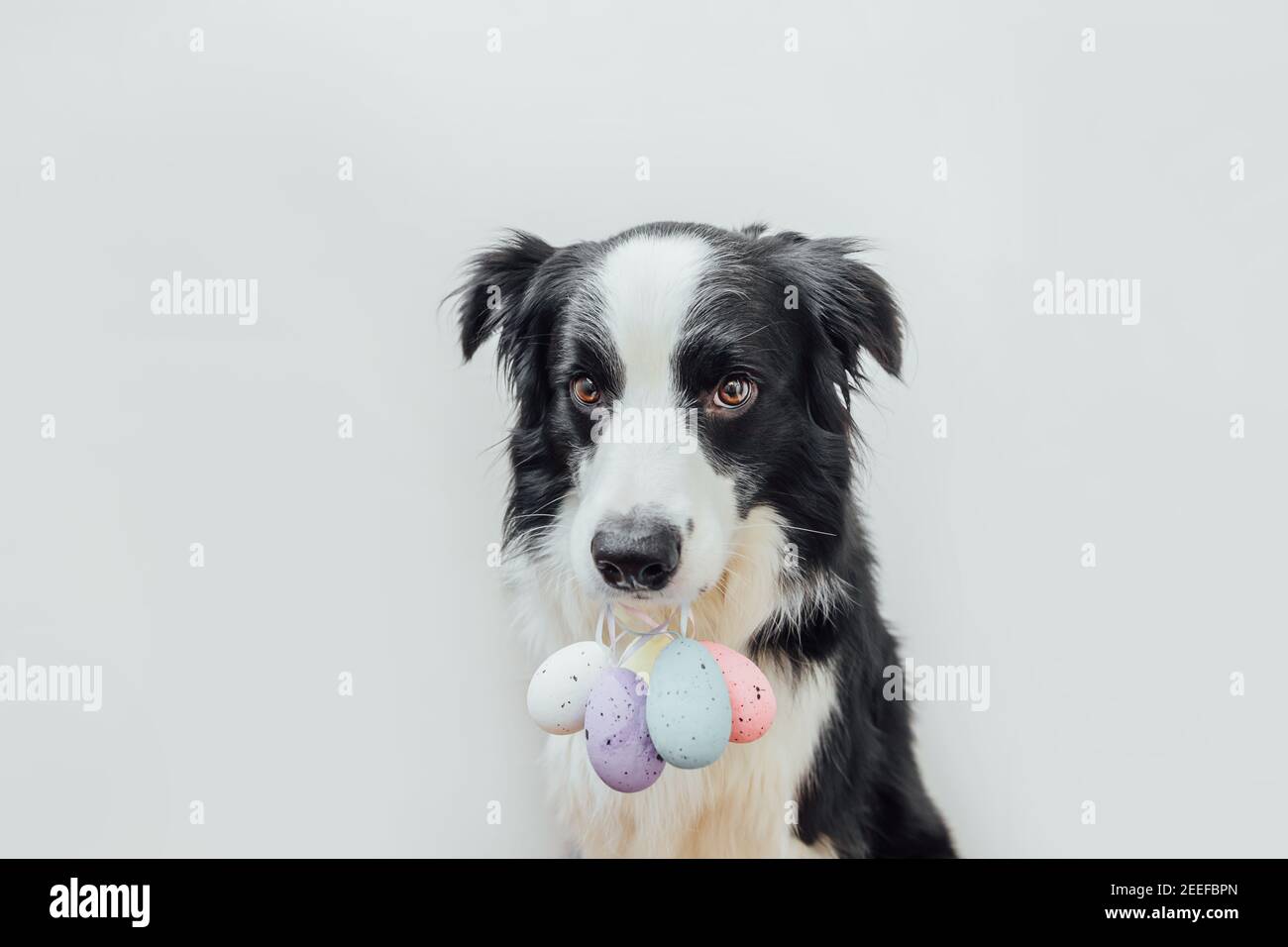 Happy Easter concept. Preparation for holiday. Cute puppy dog border ...