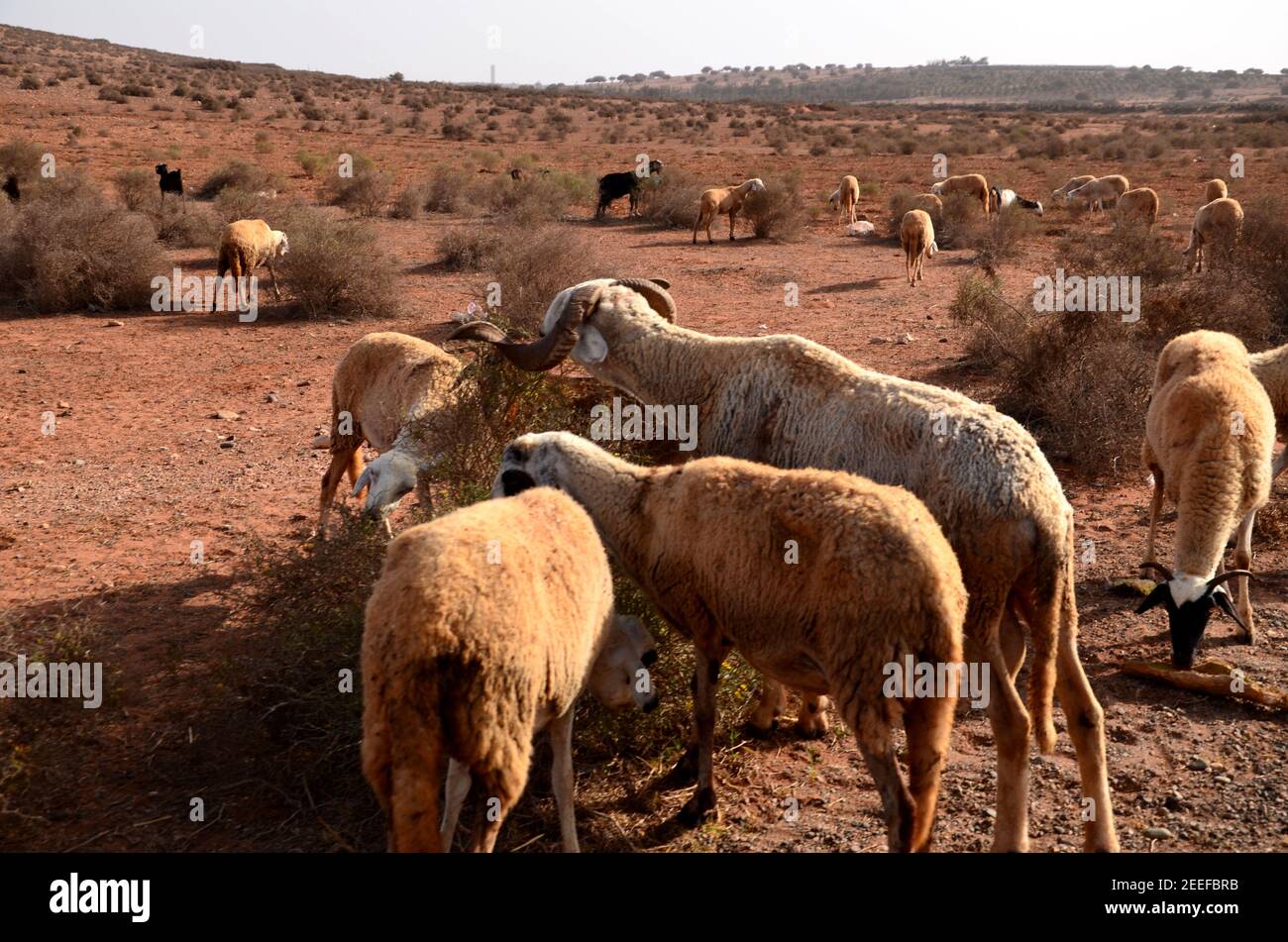 landscape with herd of goats in morocco Stock Photo - Alamy