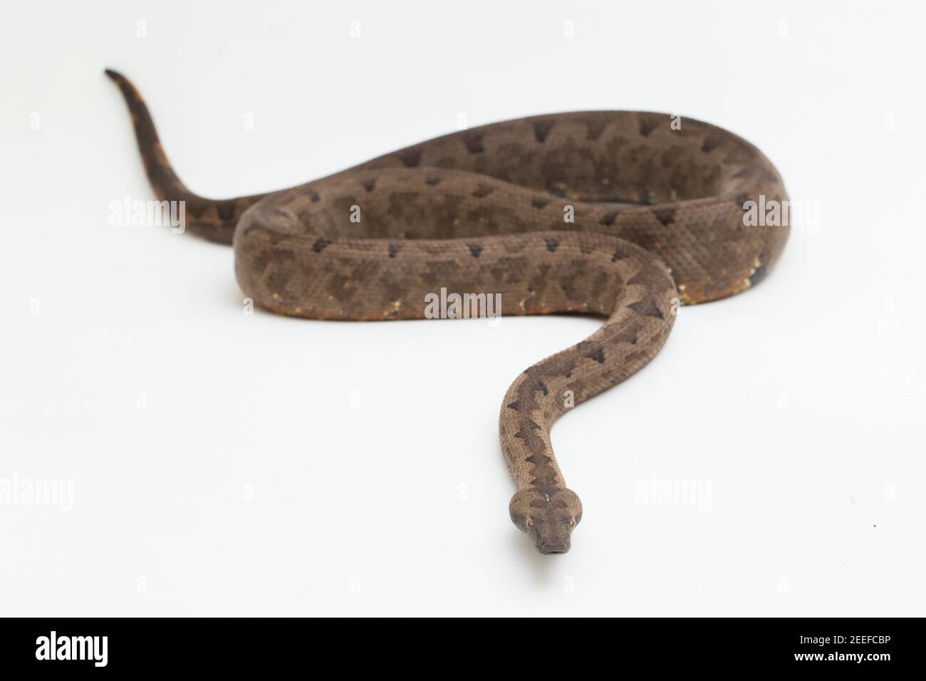 candoia ground boa snake (Candoia carinata ) isolated on white ...