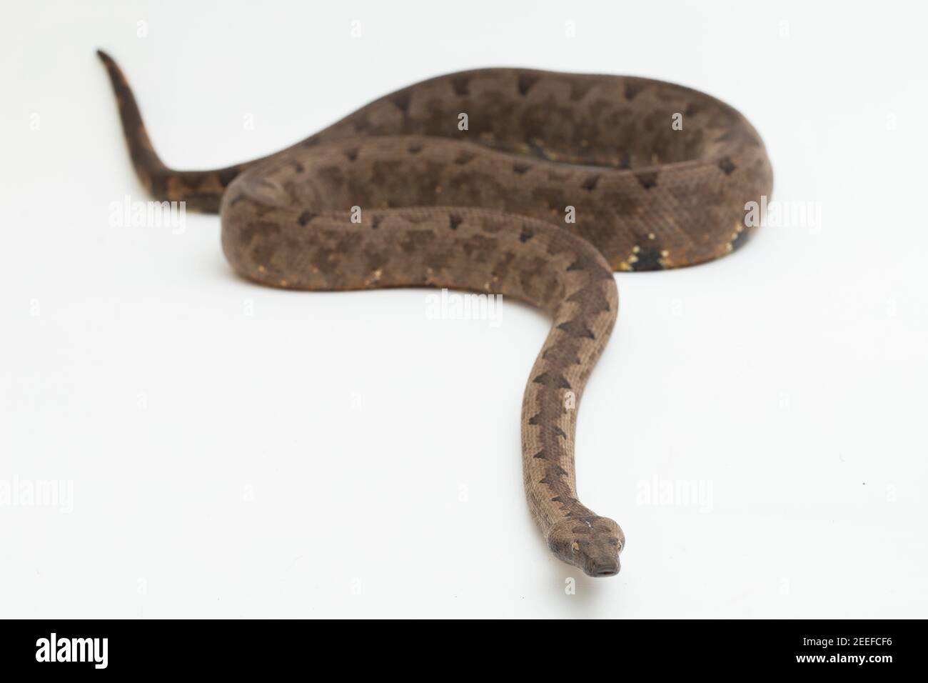 candoia ground boa snake (Candoia carinata ) isolated on white ...