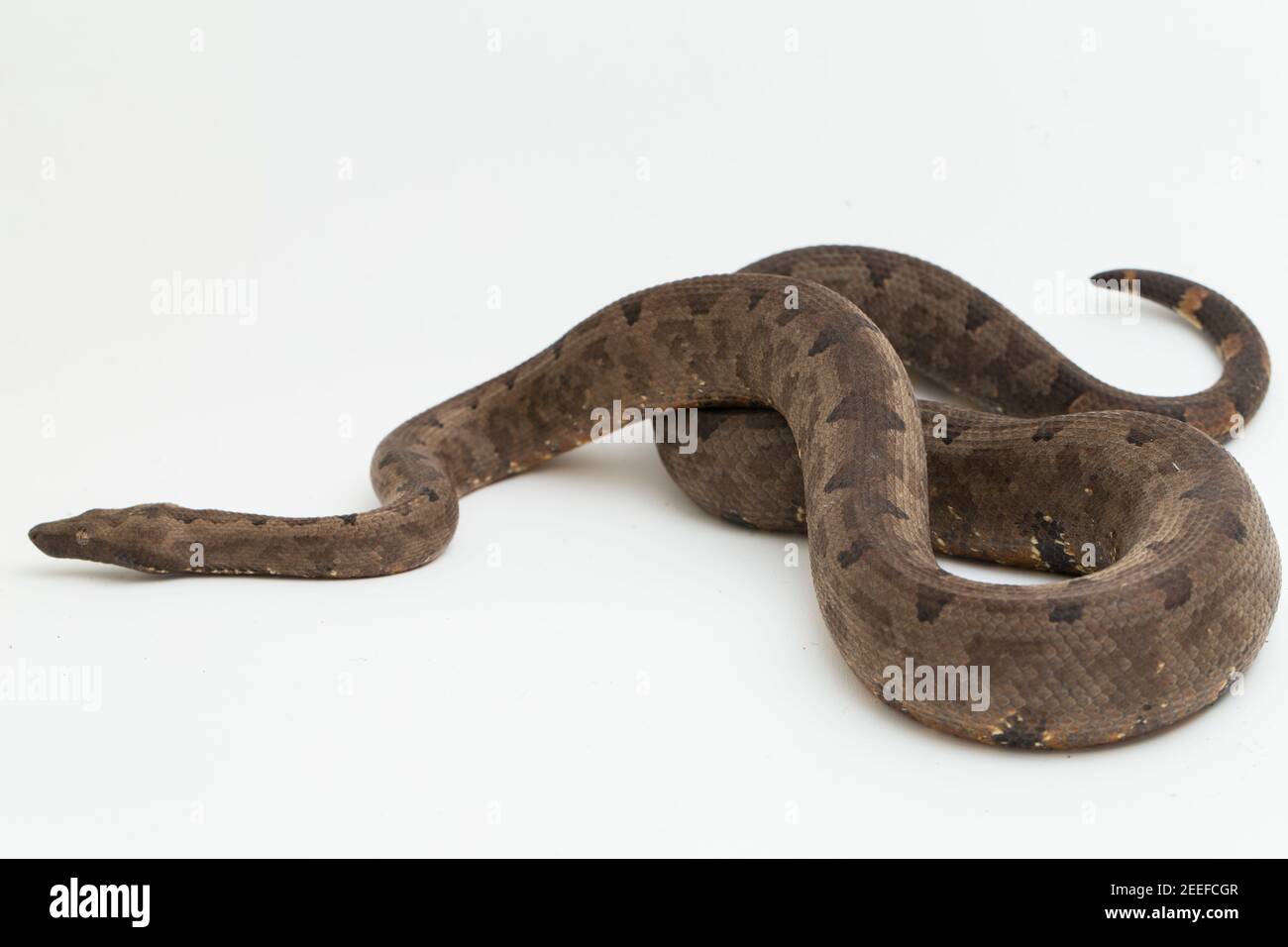 candoia ground boa snake (Candoia carinata ) isolated on white ...