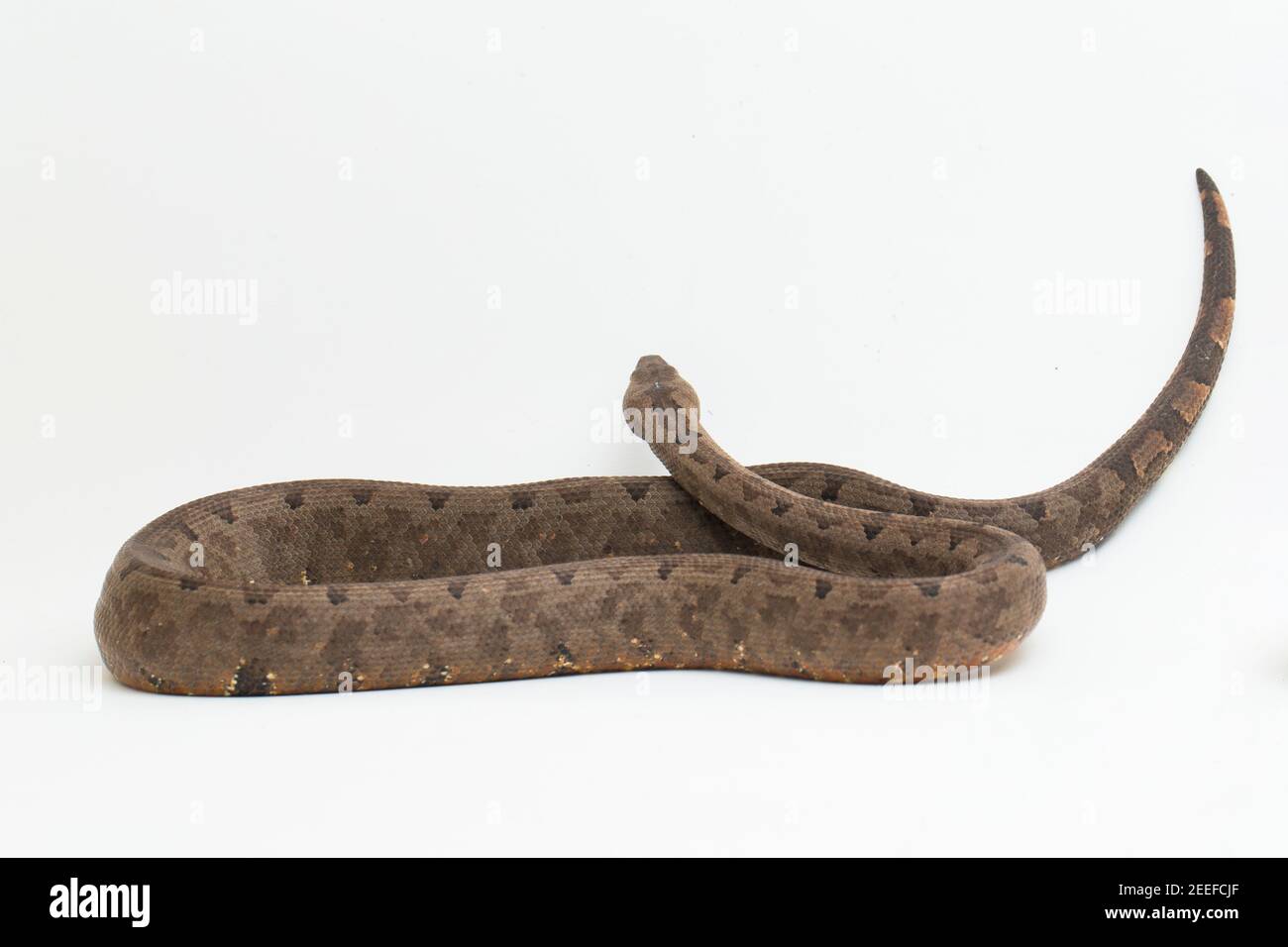 candoia ground boa snake (Candoia carinata ) isolated on white ...