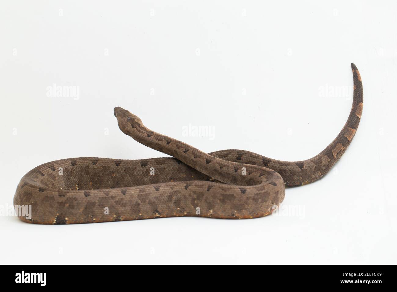 candoia ground boa snake (Candoia carinata ) isolated on white ...