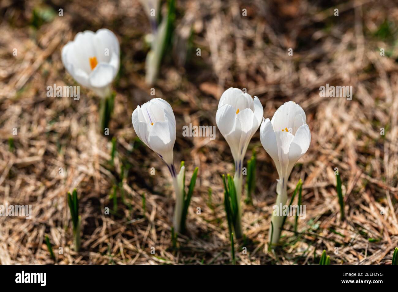 Fresh bloomed wild crocus flowers in the spring time. Seasonal flower ...