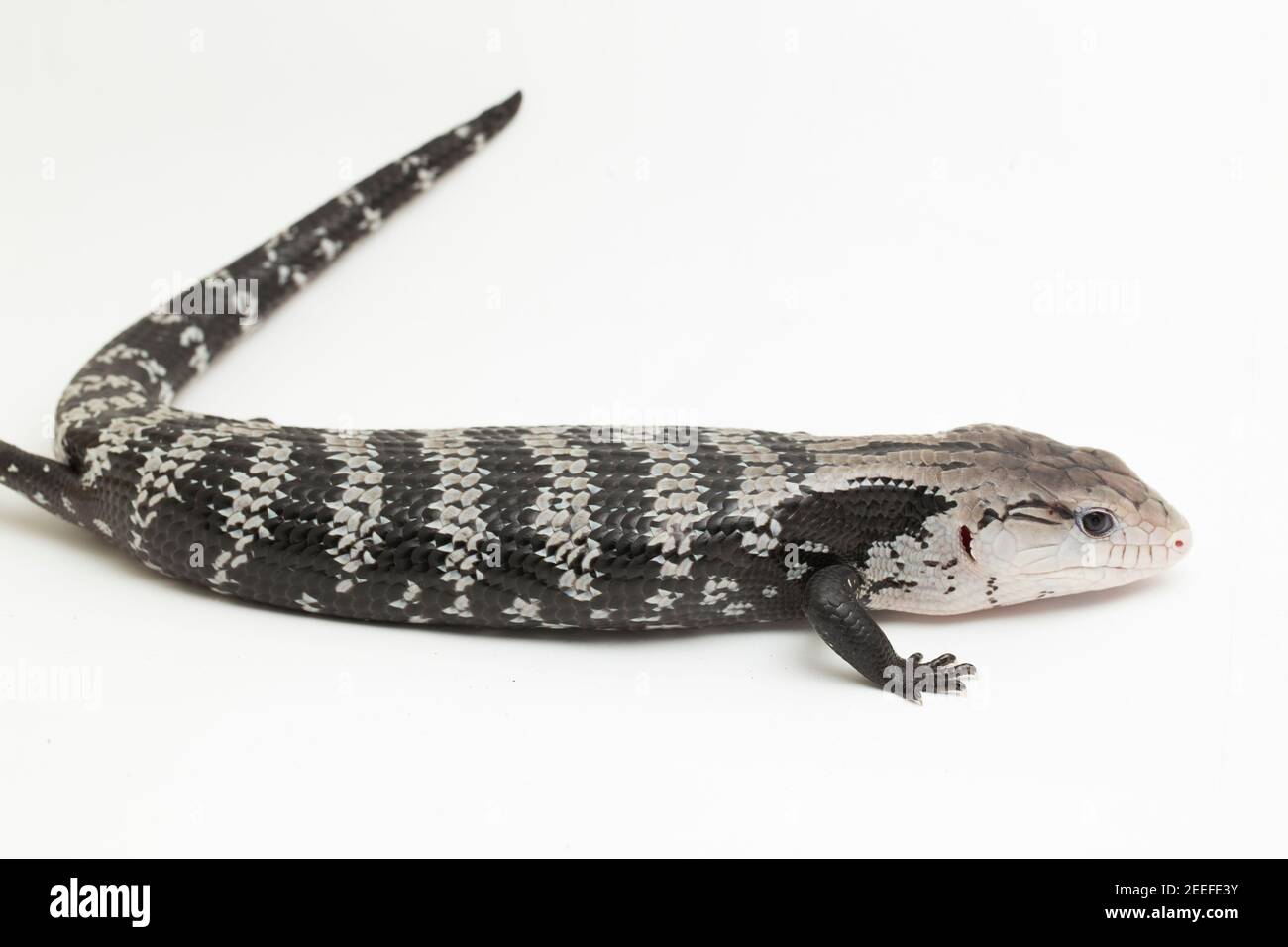 Giant blue-tongued skink lizard or Tiliqua gigas isolated on white ...
