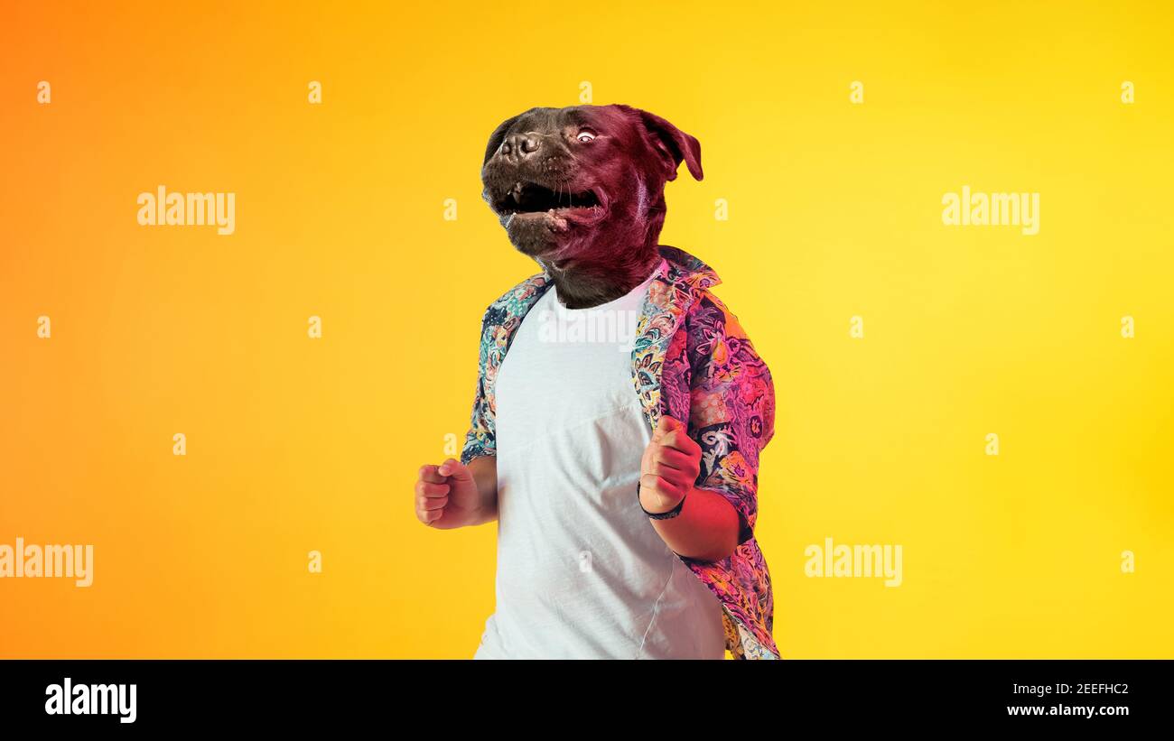 Joyful dancing. Talented dog, professional musician performing on ...