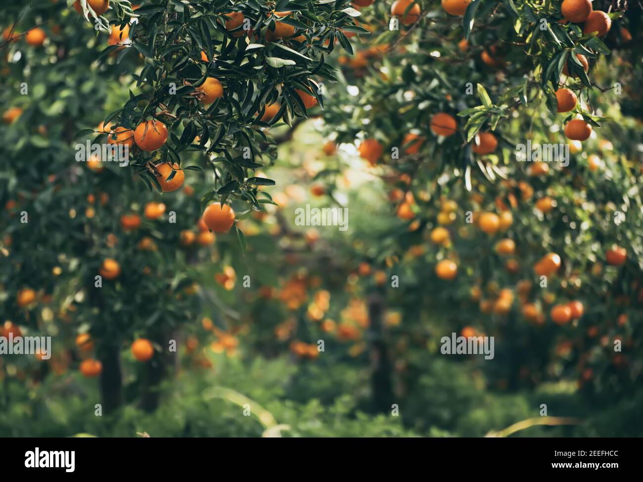 Tangerine sunny garden with green leaves and ripe fruits. Mandarin ...