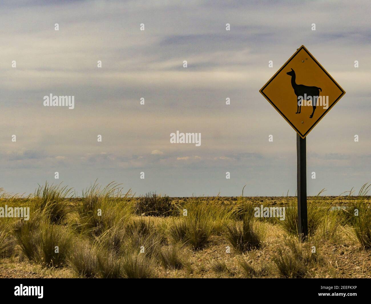 Guanaco Sign High Resolution Stock Photography and Images - Alamy