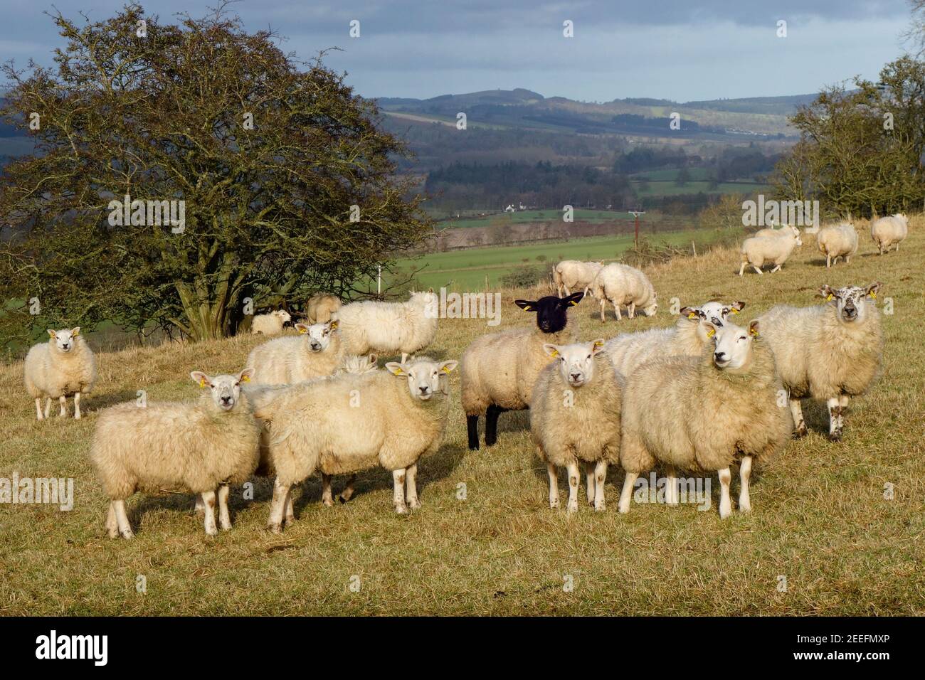 Scottish borders uk sheep hi-res stock photography and images - Alamy