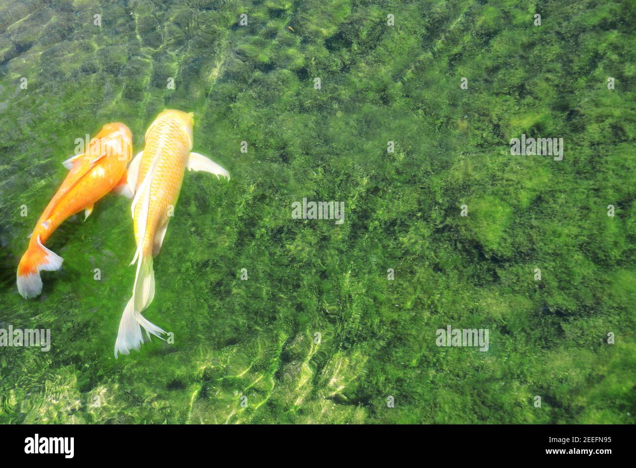Two Fancy carps (Koi fish, Cyprinus carpio) in pond. Copy space for ...