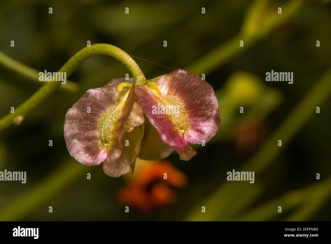 African daisy flower dimorphotheca aurantiaca hi-res stock photography ...
