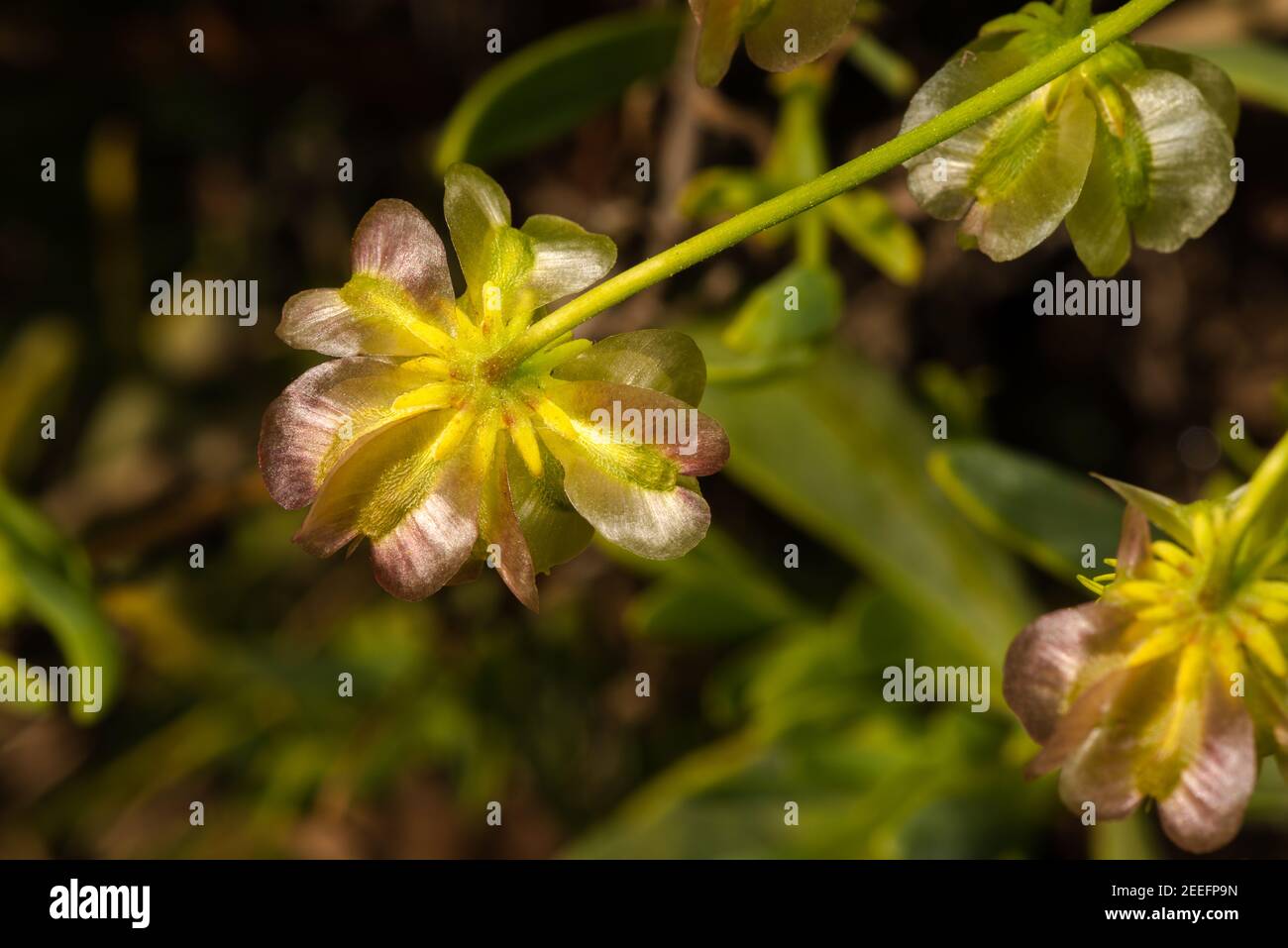 African daisy flower dimorphotheca aurantiaca hi-res stock photography ...