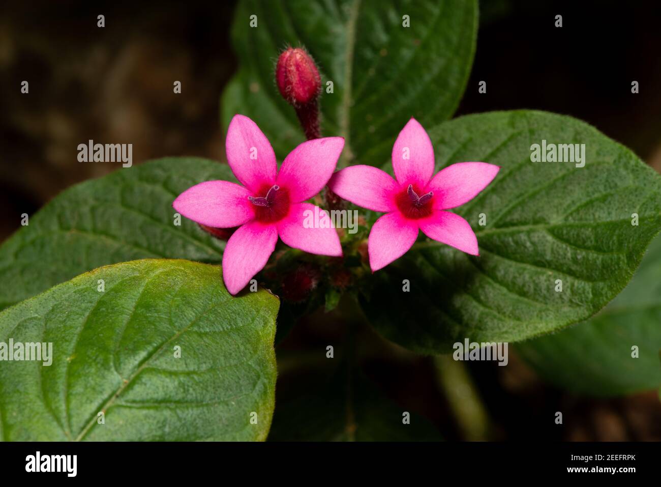 Star cluster pentas lanceolata hi-res stock photography and images - Alamy