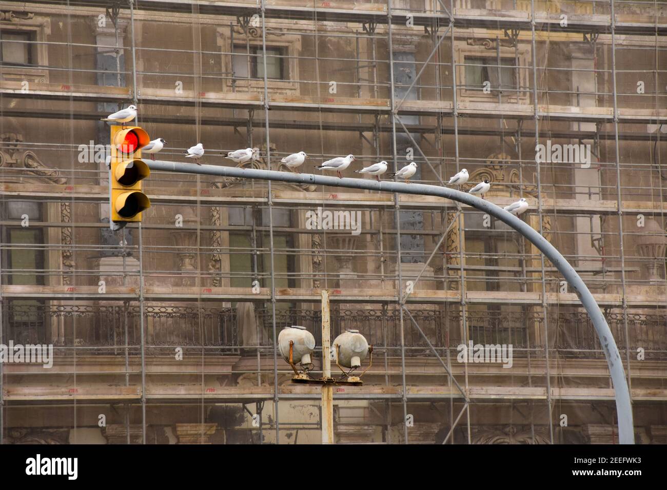 Birds crossing warning sign hi-res stock photography and images - Alamy