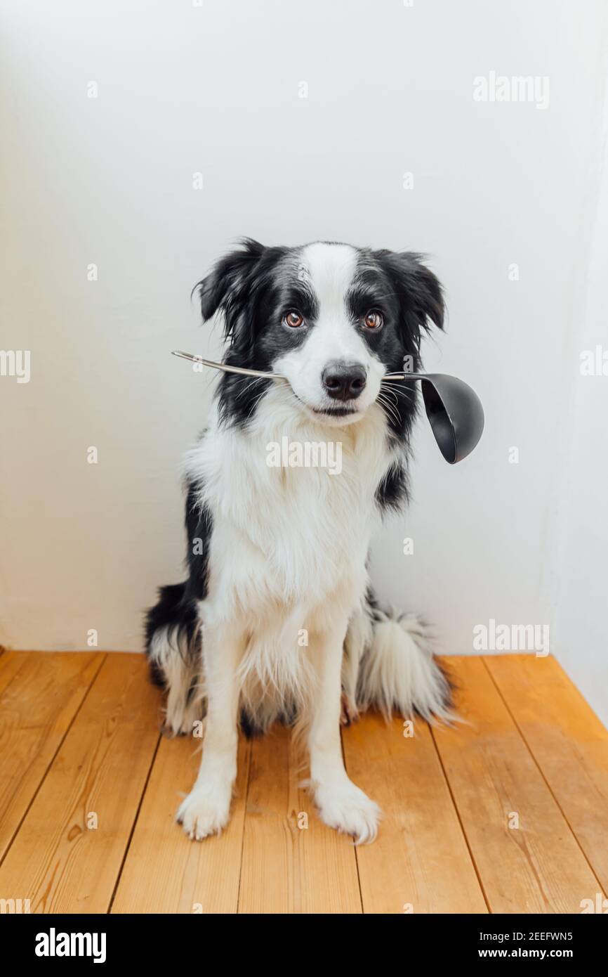 Funny portrait of cute puppy dog border collie holding kitchen spoon ...