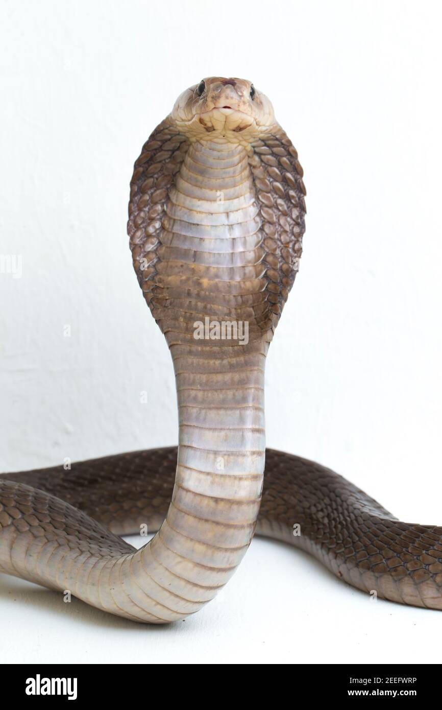 The Javan spitting cobra (Naja sputatrix) also called the southern ...