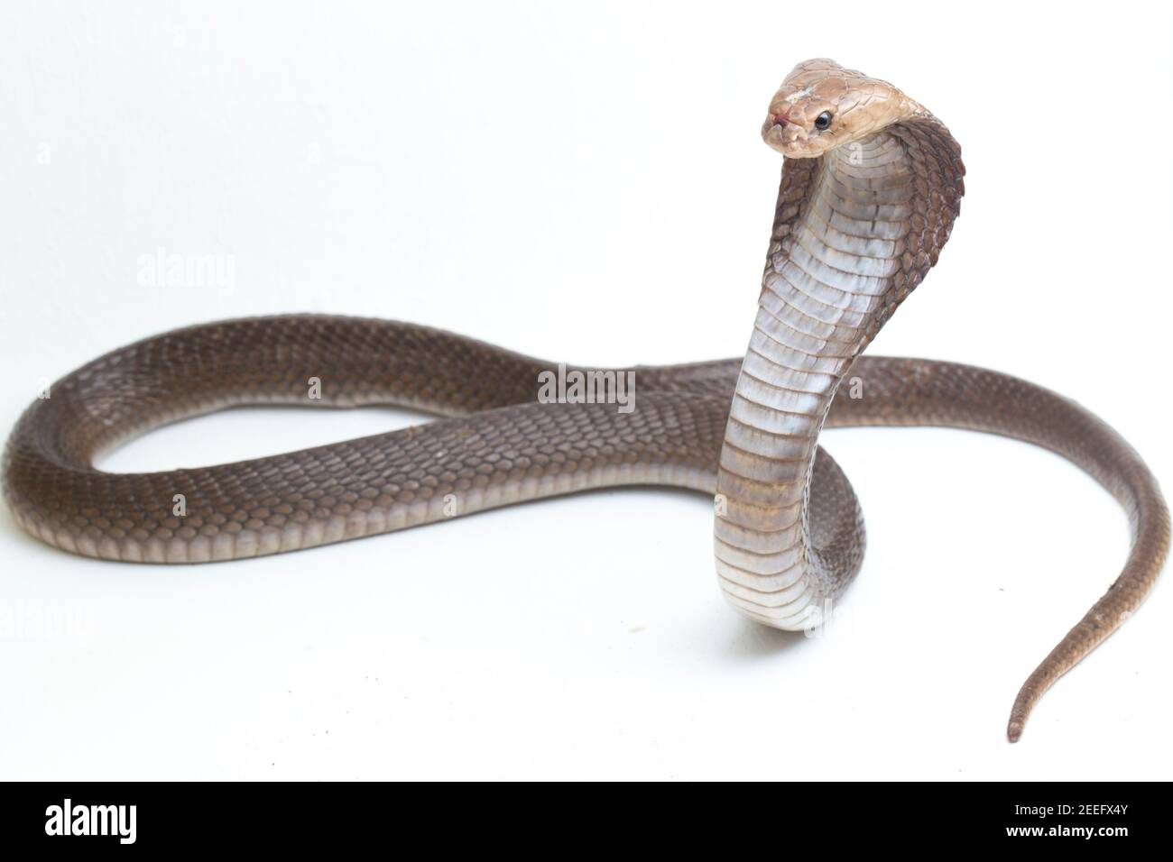 Javan spitting cobra naja sputatrix hi-res stock photography and images ...