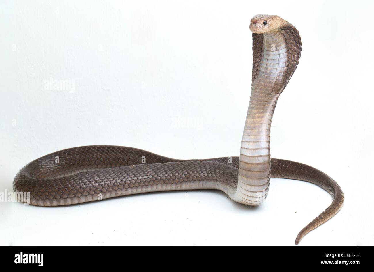 The Javan spitting cobra (Naja sputatrix) also called the southern ...