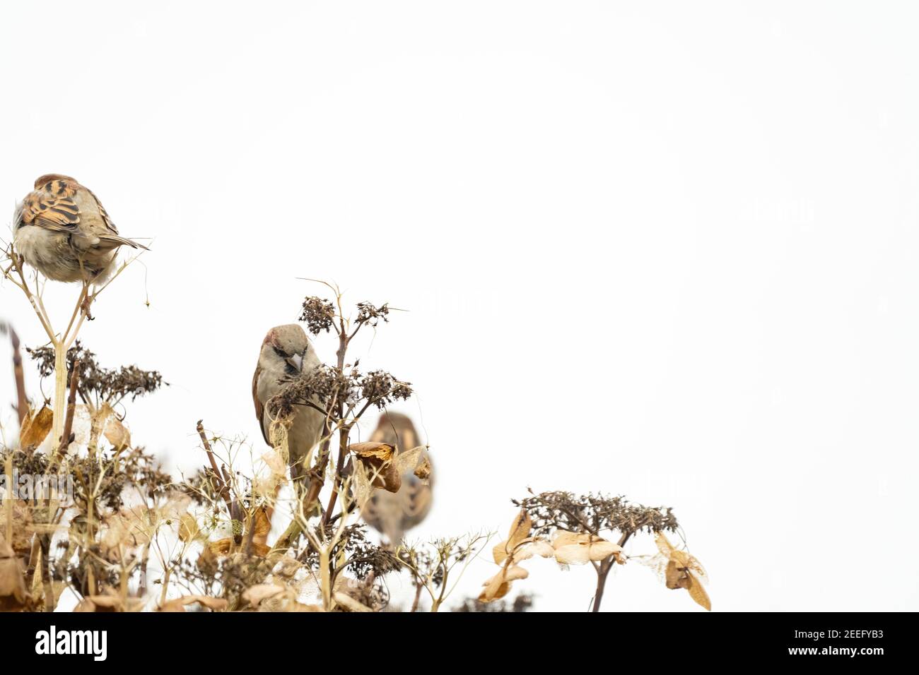 Sparrows winter sunset hi-res stock photography and images - Alamy