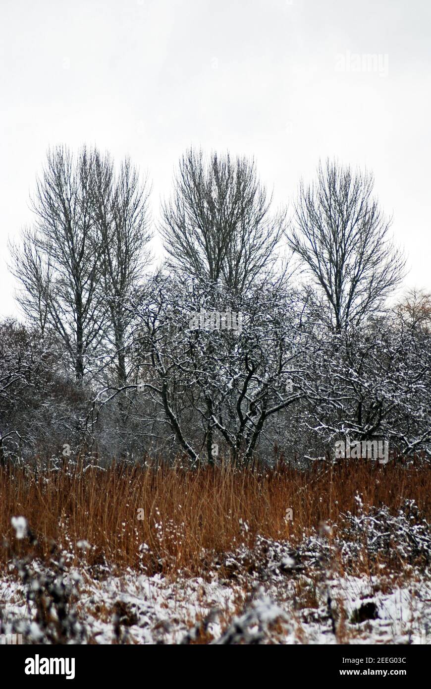 Snowy scene, Winnall Moors Wildlife Reserve, Itchen Valley, Winchester ...