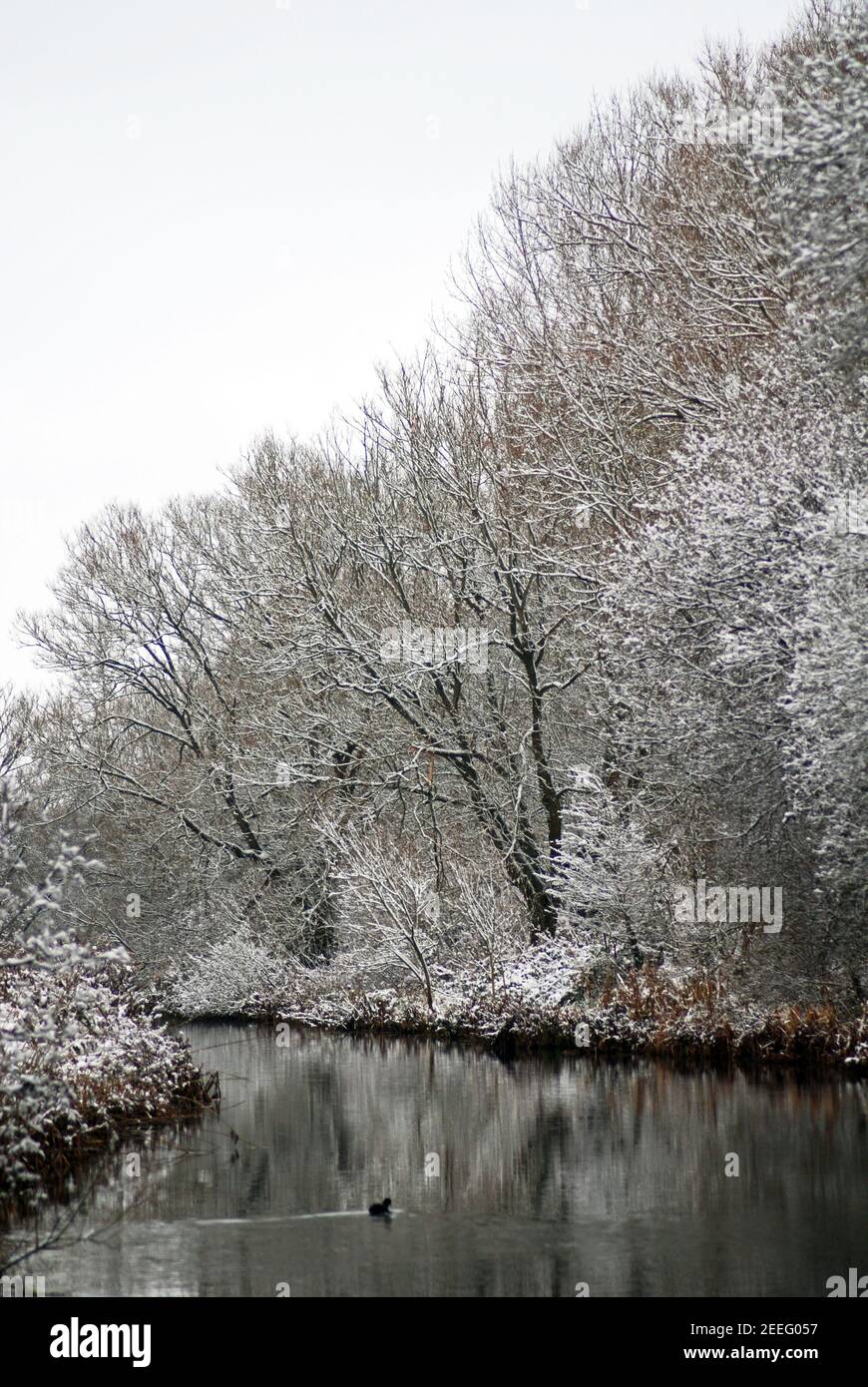 Snow-covered trees in Winnall Moors Wildlife Reserve, Itchen Valley ...