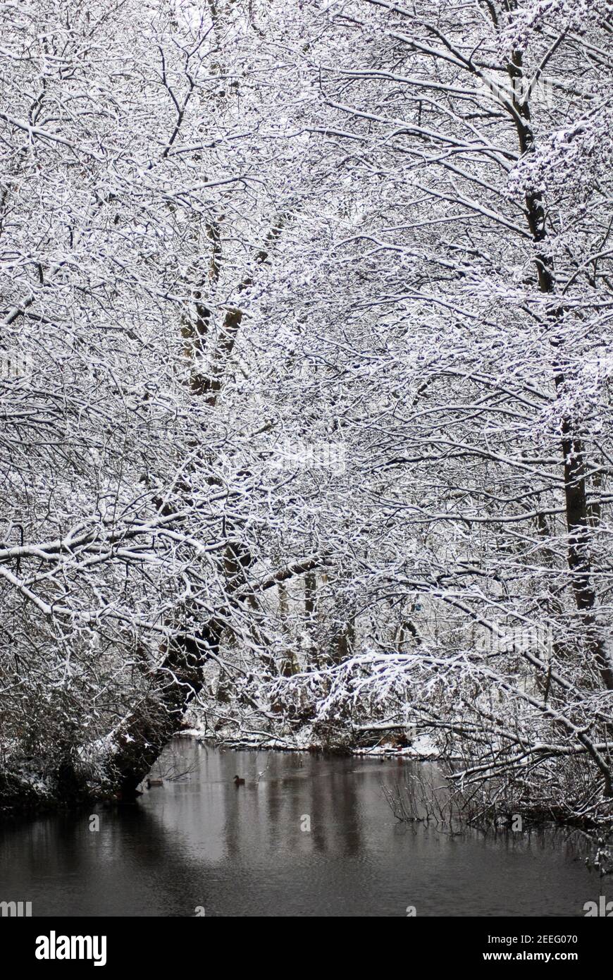 Snow-covered trees in Winnall Moors Wildlife Reserve, Itchen Valley ...