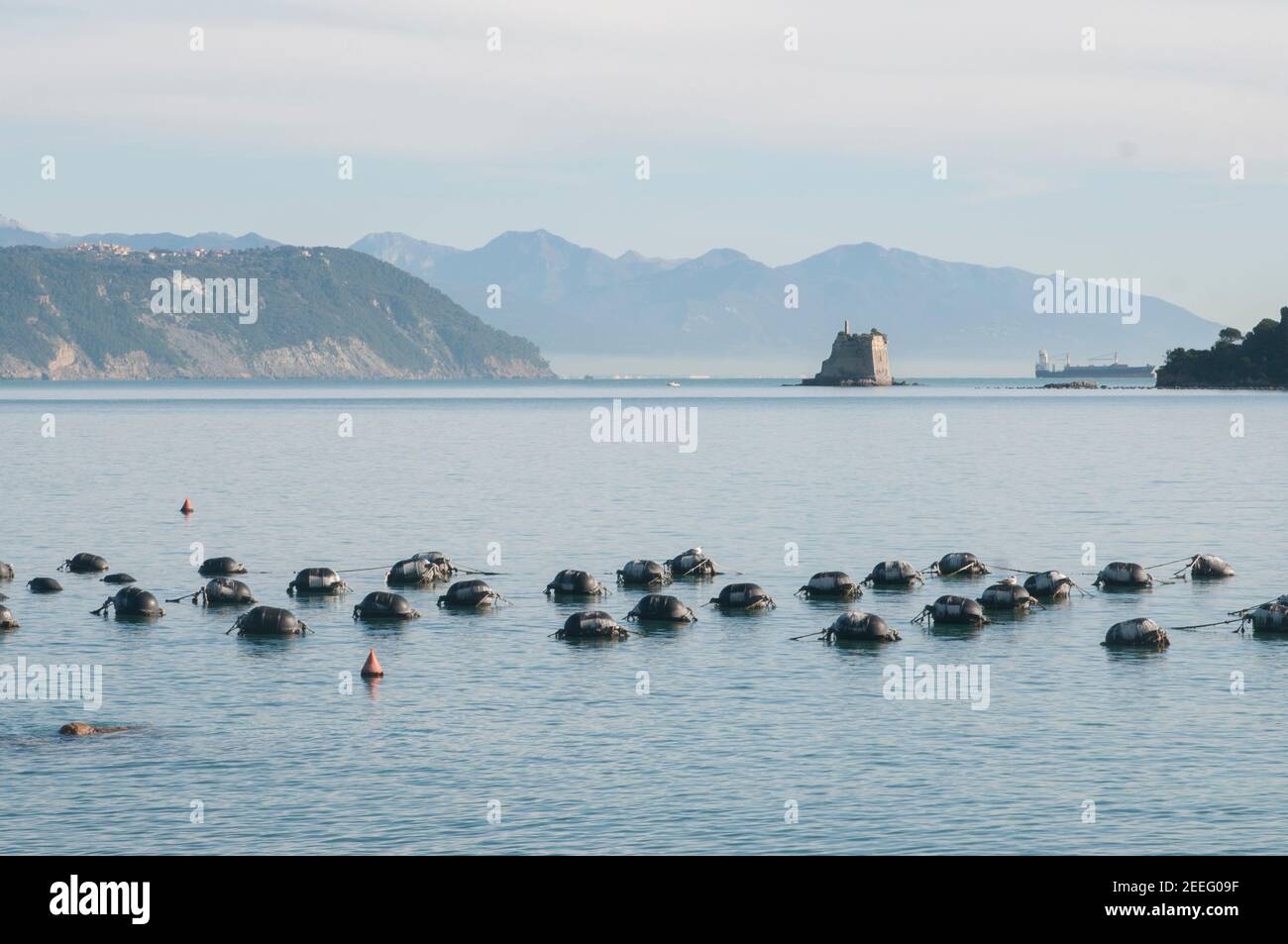 Mussel farming in Portovenere in Italy within the Gulf of Poets Stock ...