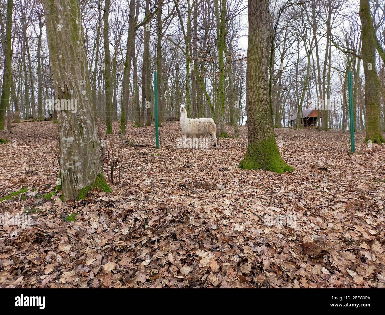 Peru forest fall hi-res stock photography and images - Alamy