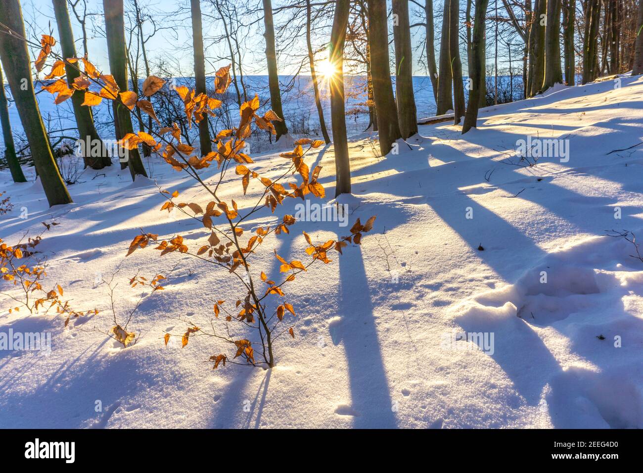 Verschneiter Wald mit Sonne im Winter, Fröndenberg, Nordrhein-Westfalen ...