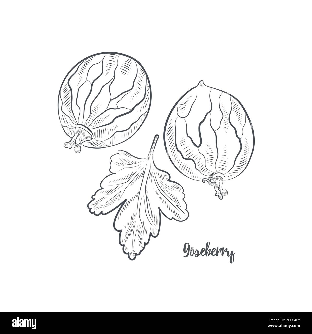 Hand drawn gooseberry isolated on white background Stock Vector Image ...