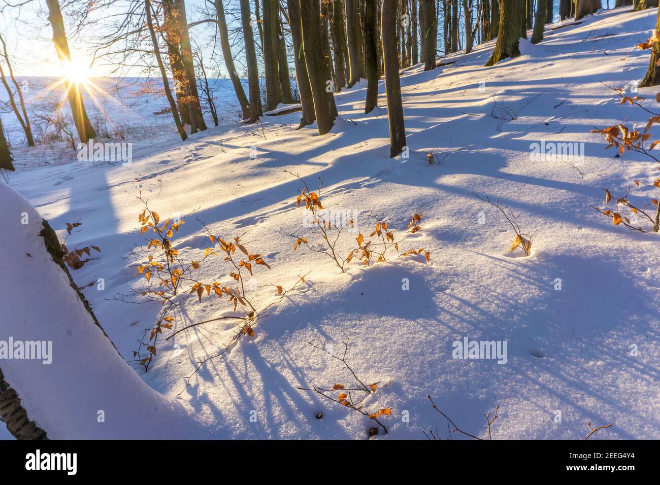 Verschneiter Wald mit Sonne im Winter, Fröndenberg, Nordrhein-Westfalen ...