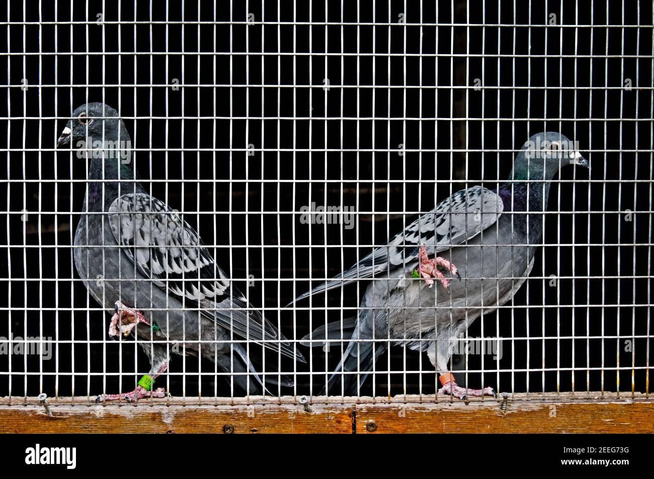 Pigeons in a cage hi-res stock photography and images - Alamy