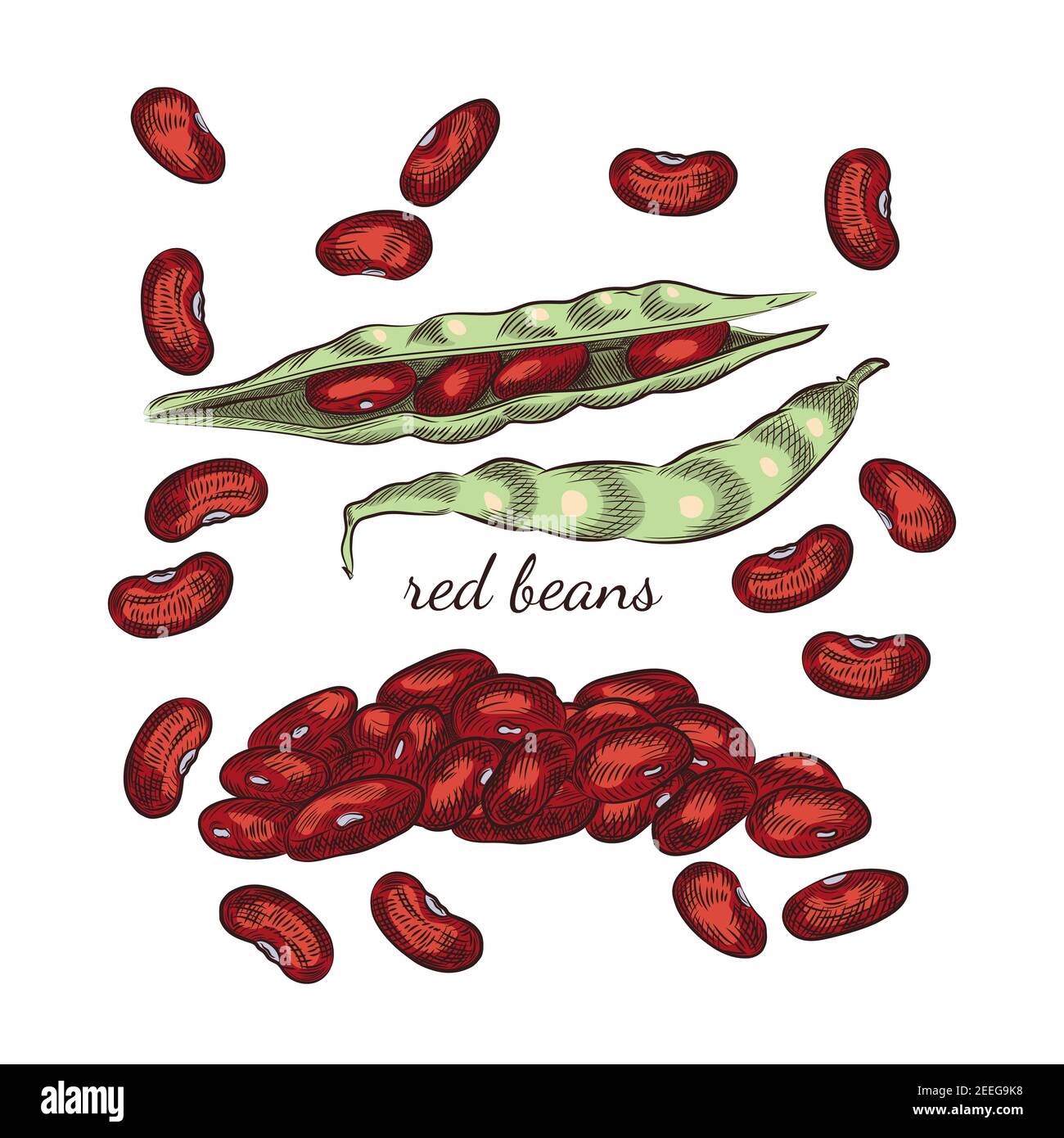 Beans and pods illustration for your design Stock Vector Image & Art ...