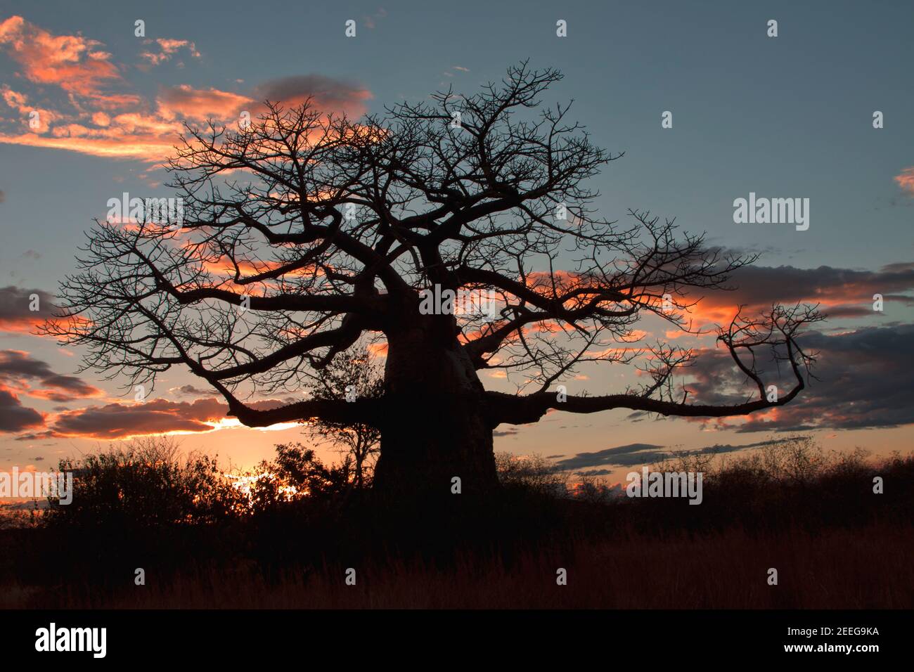 The distinctive outlines of Africa's 'upside down' tree, the massive ...