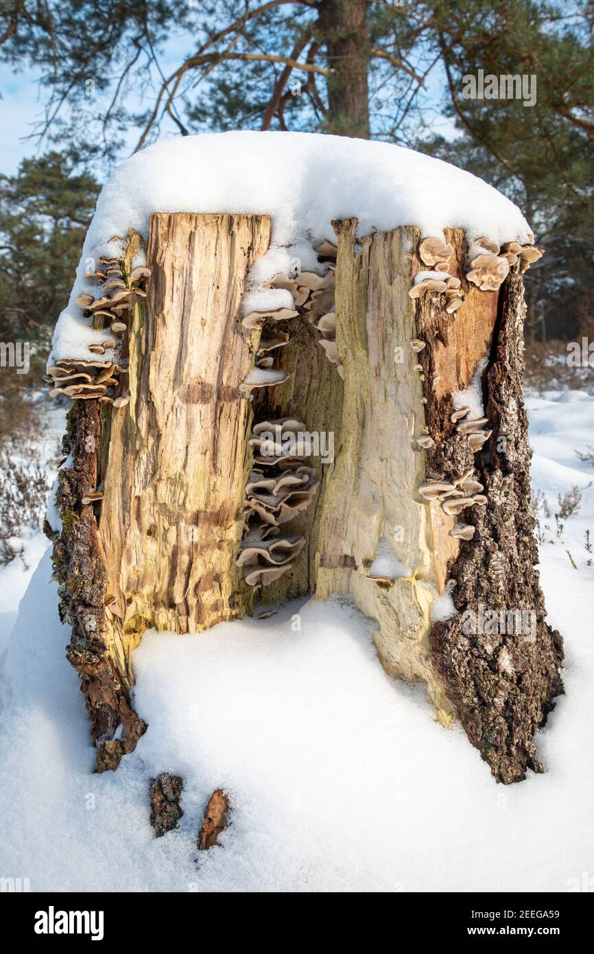 Tree stump with fungi in the forest in winter time, covered with snow ...