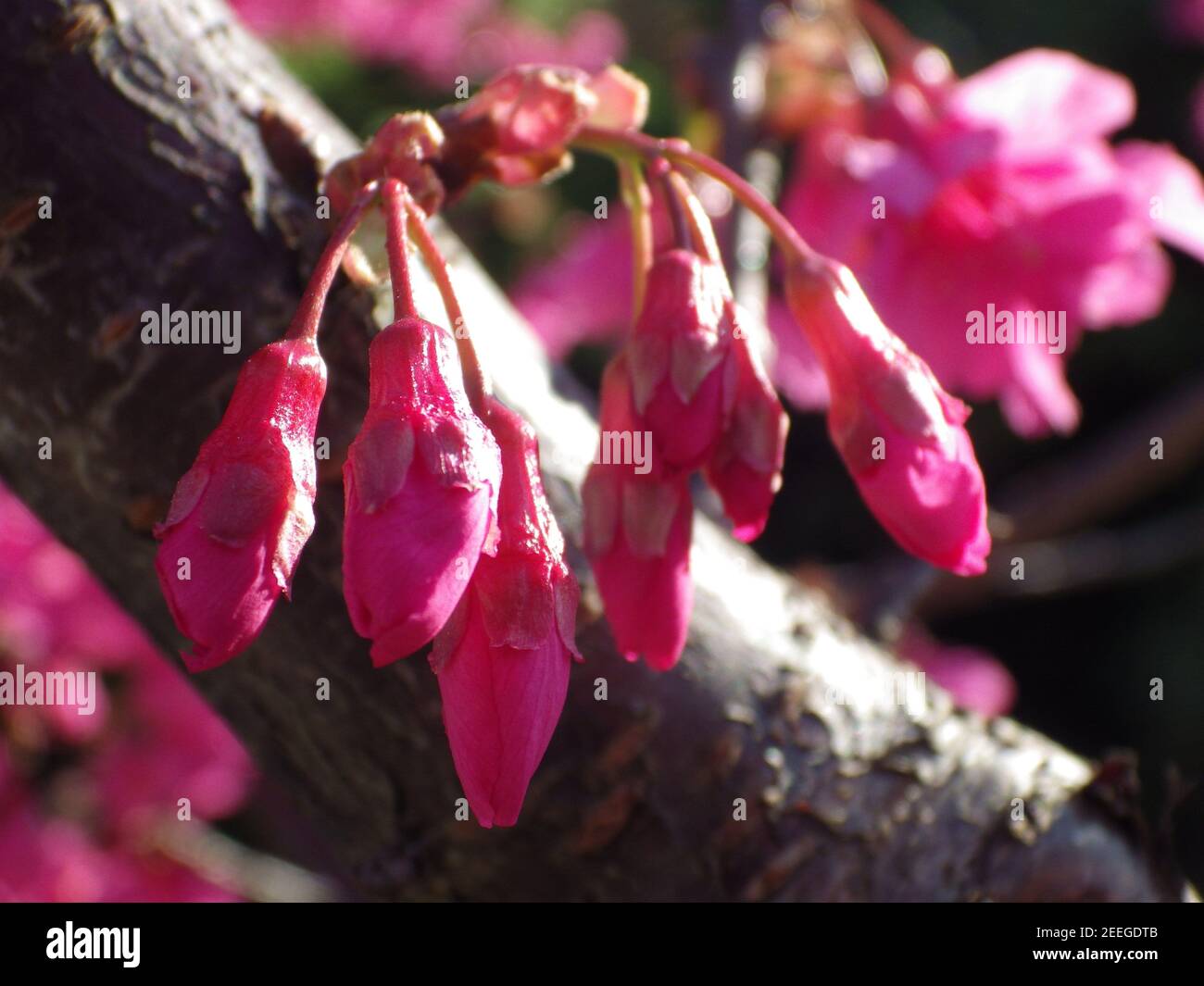 Selective focus of cherry blossom buds in a tree branch Stock Photo - Alamy