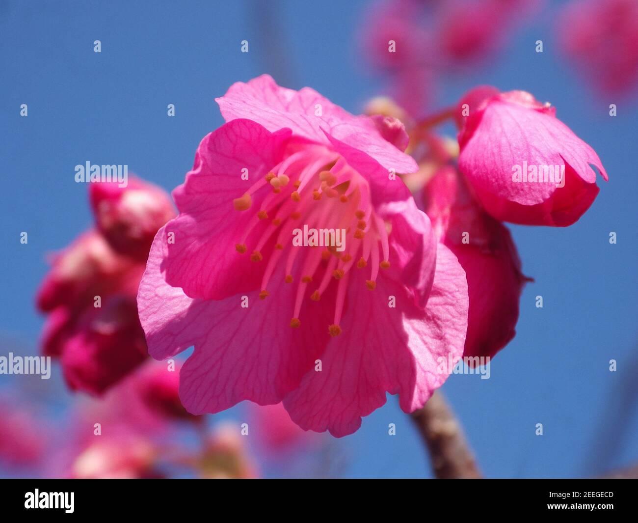 Closeup shot of fully bloomed cherry blossom in a tree branch Stock ...