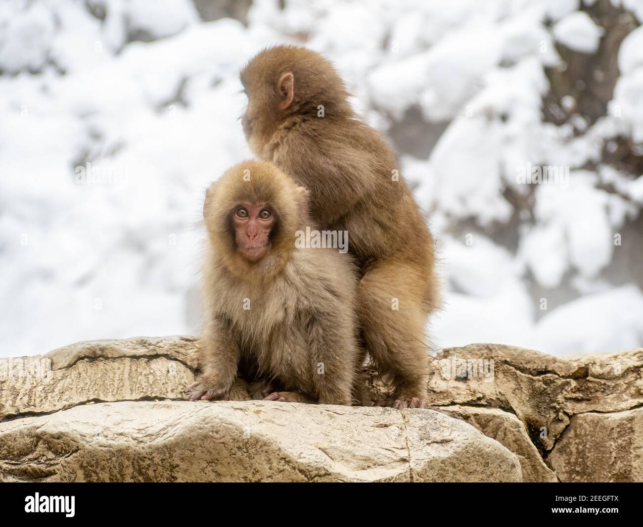 Cub on japanese macaque`s hi-res stock photography and images - Alamy