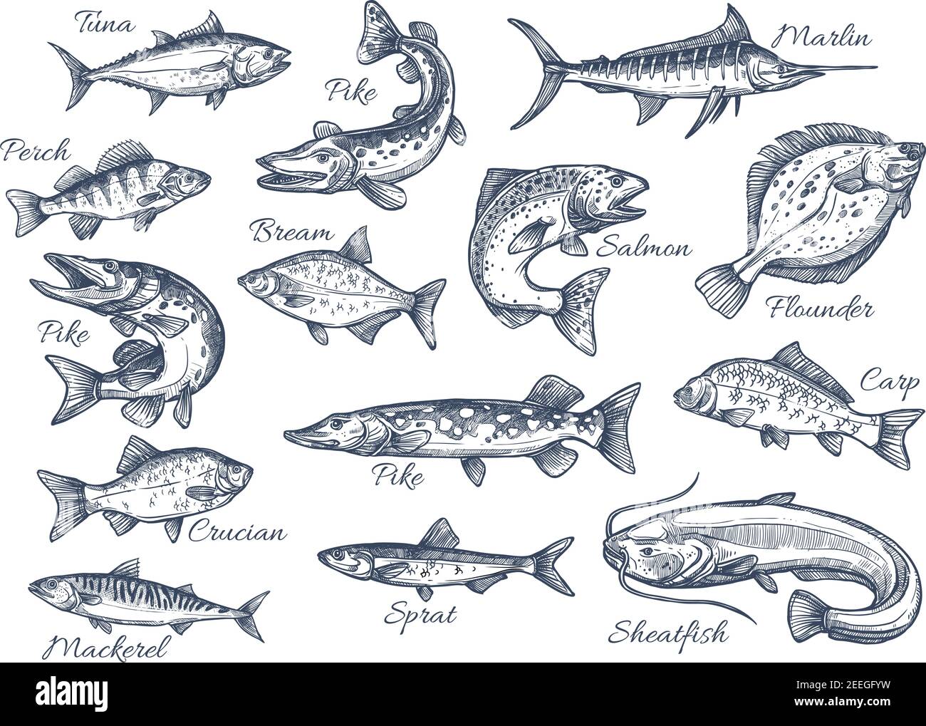 Freshwater River Fish Identification