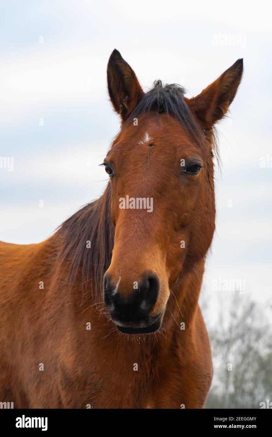 portrait of beautiful mare horse in winter landscape Stock Photo - Alamy