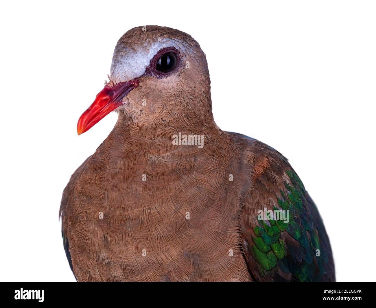 Common emerald dove aka Chalcophaps indica bird, sitting on wooden ...