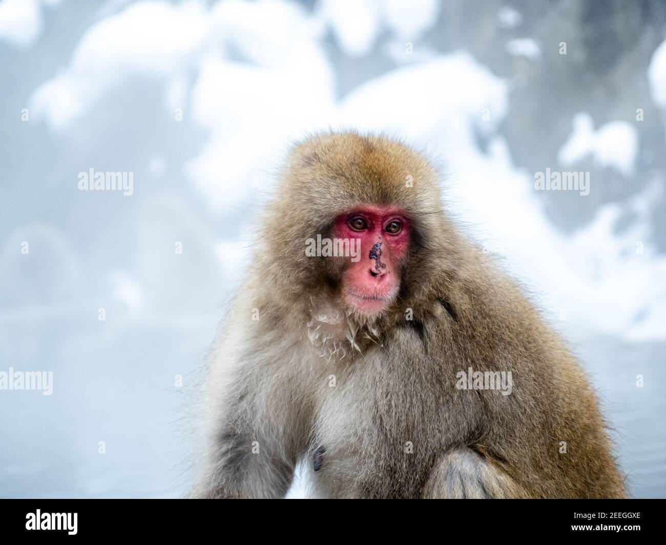 Portrait shot of an adult Japanese macaque Stock Photo - Alamy