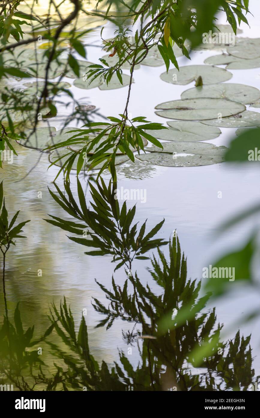 Tree and leaves reflections in water hi-res stock photography and ...