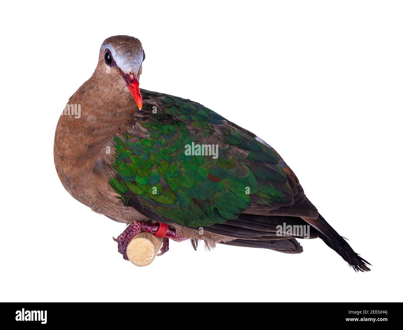 Common emerald dove aka Chalcophaps indica bird, sitting on wooden ...