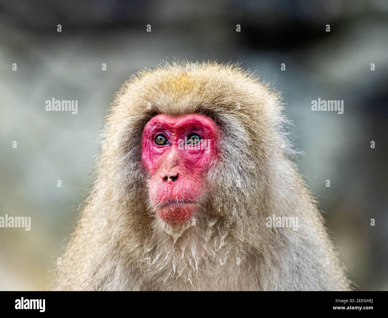 Portrait shot of an adult Japanese macaque Stock Photo - Alamy